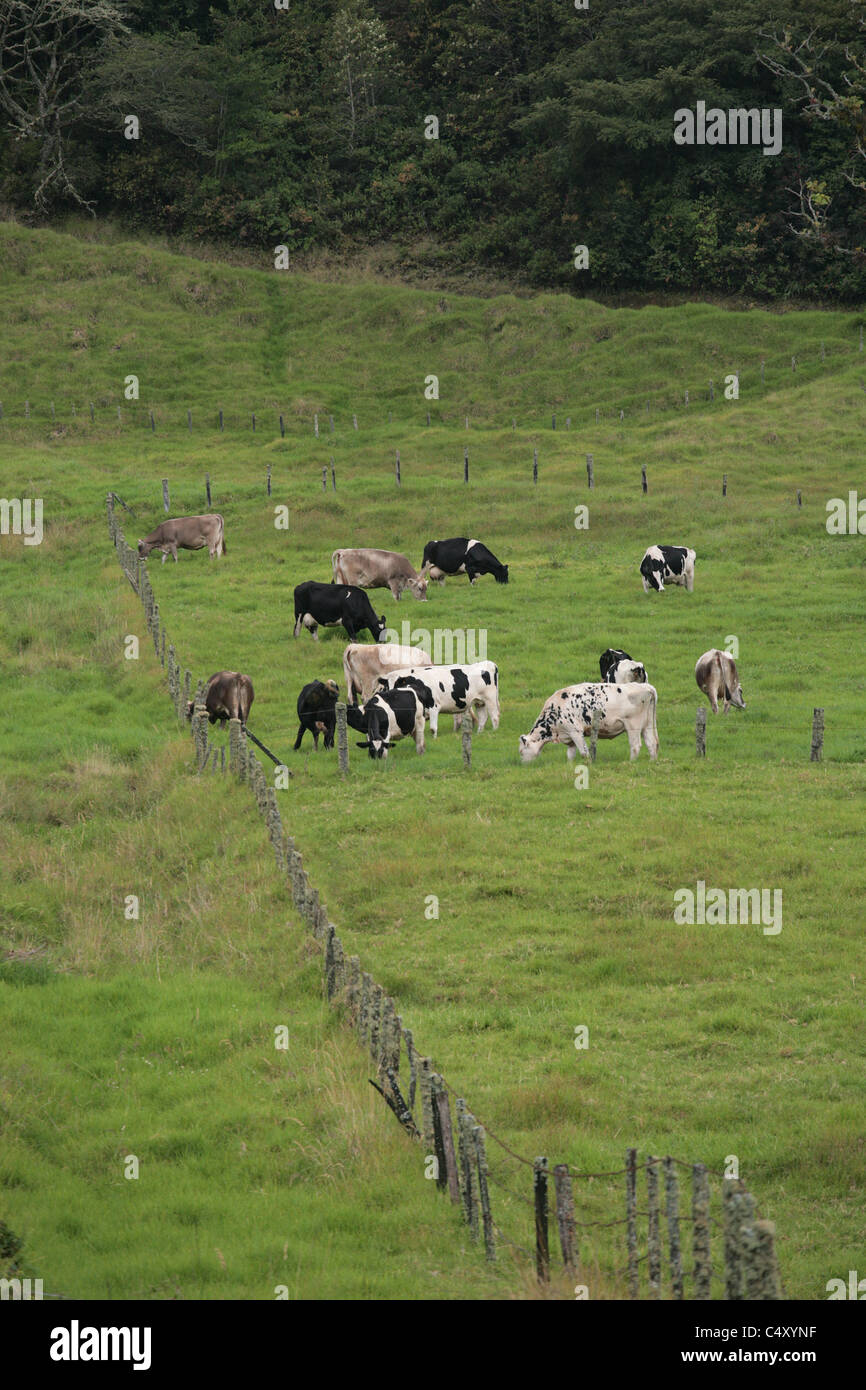 Holstein cattle pasturing at Cerro Punta, Chiriqui, Panama Stock Photo ...