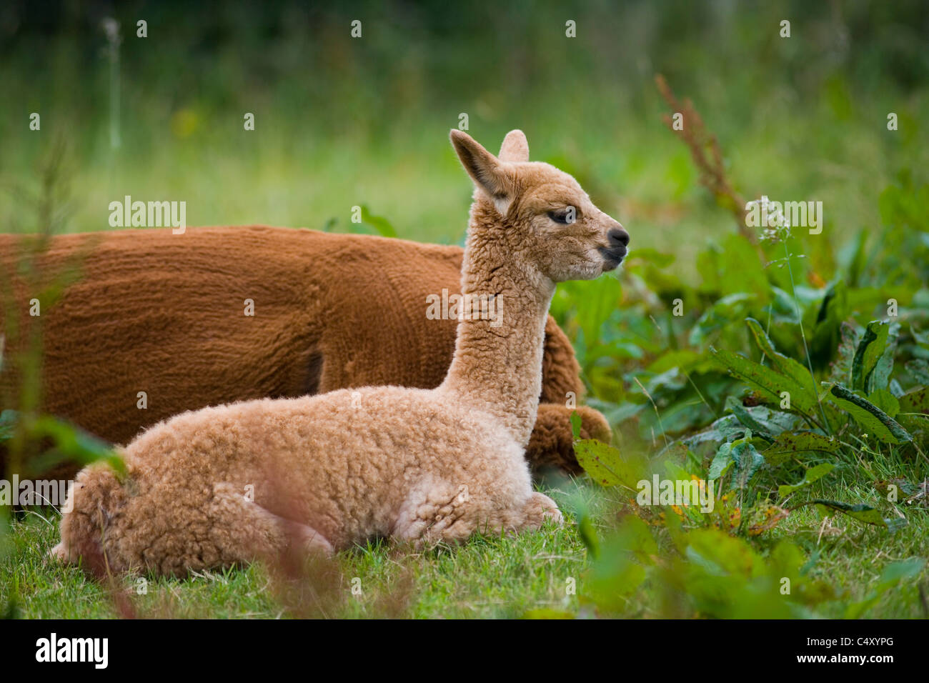 ALPACA. (vicugna pacos Stock Photo - Alamy