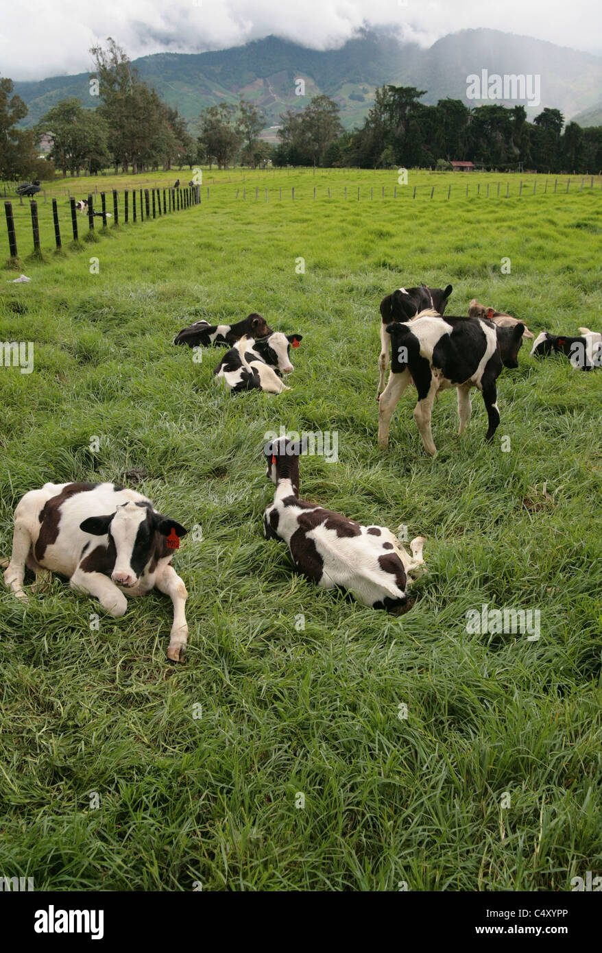 Holstein cattle pasturing at Cerro Punta, Chiriqui, Panama Stock Photo ...