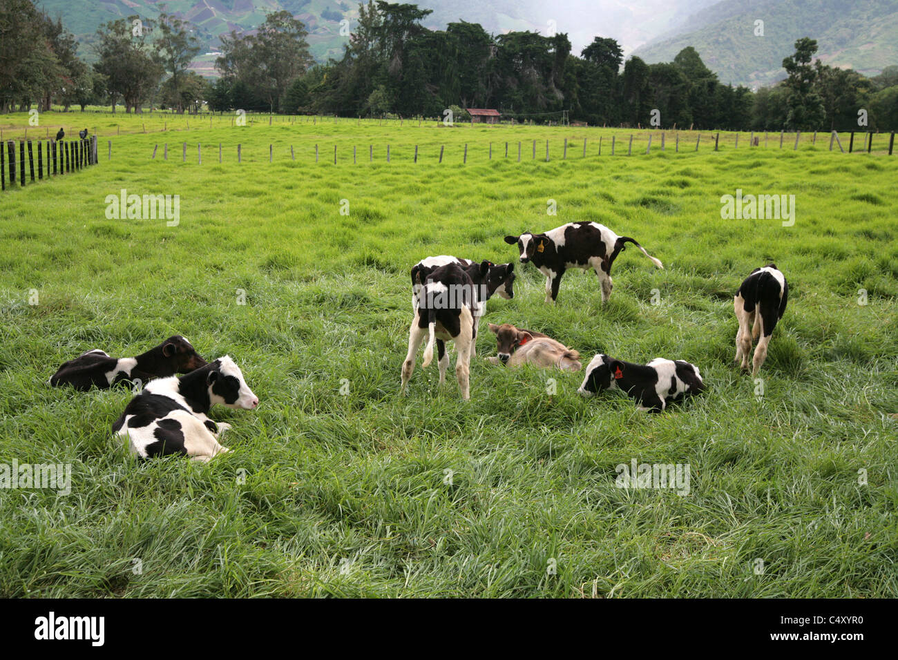 Holstein cattle pasturing at Cerro Punta, Chiriqui, Panama Stock Photo ...