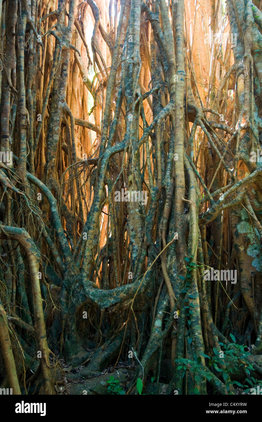 Buttress roots ficus tree ficus hi-res stock photography and images - Alamy