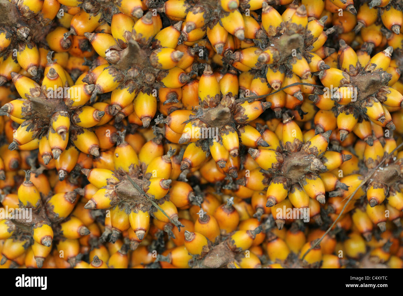 Tropical palmtree fruits Stock Photo - Alamy