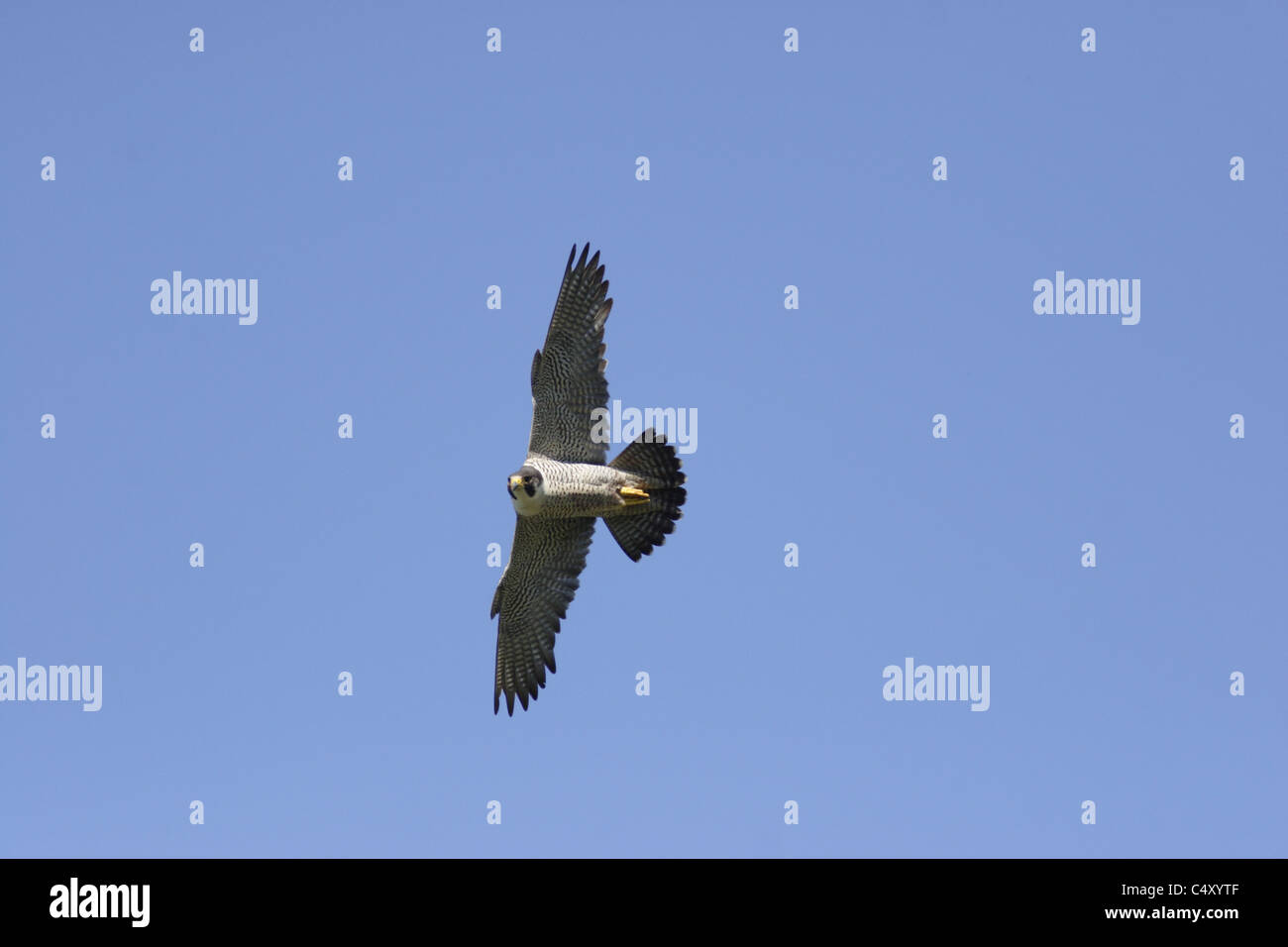 Peregrine falcon flight britain hi-res stock photography and images - Alamy