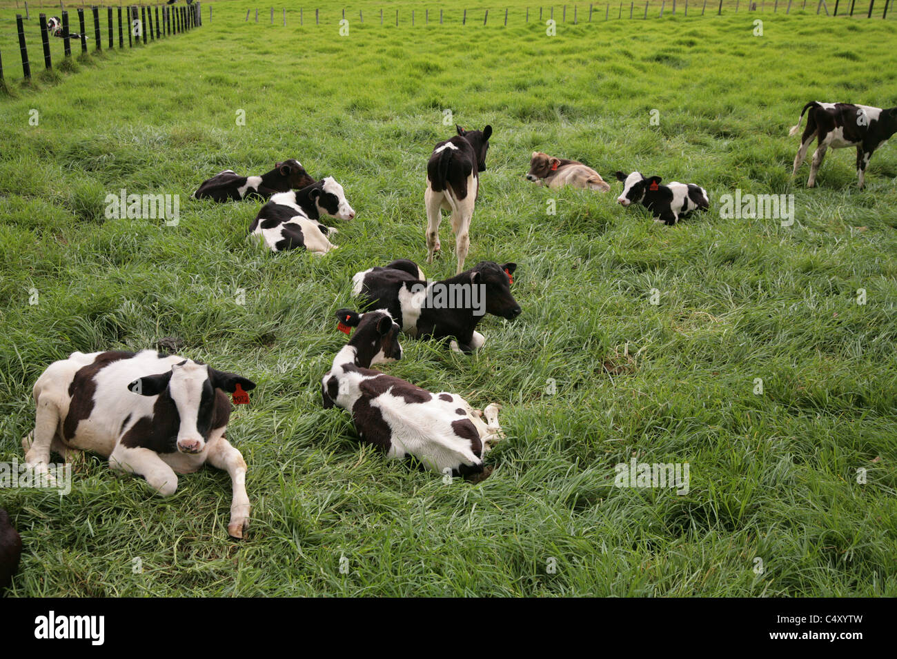 Cattle farm panama hi-res stock photography and images - Alamy