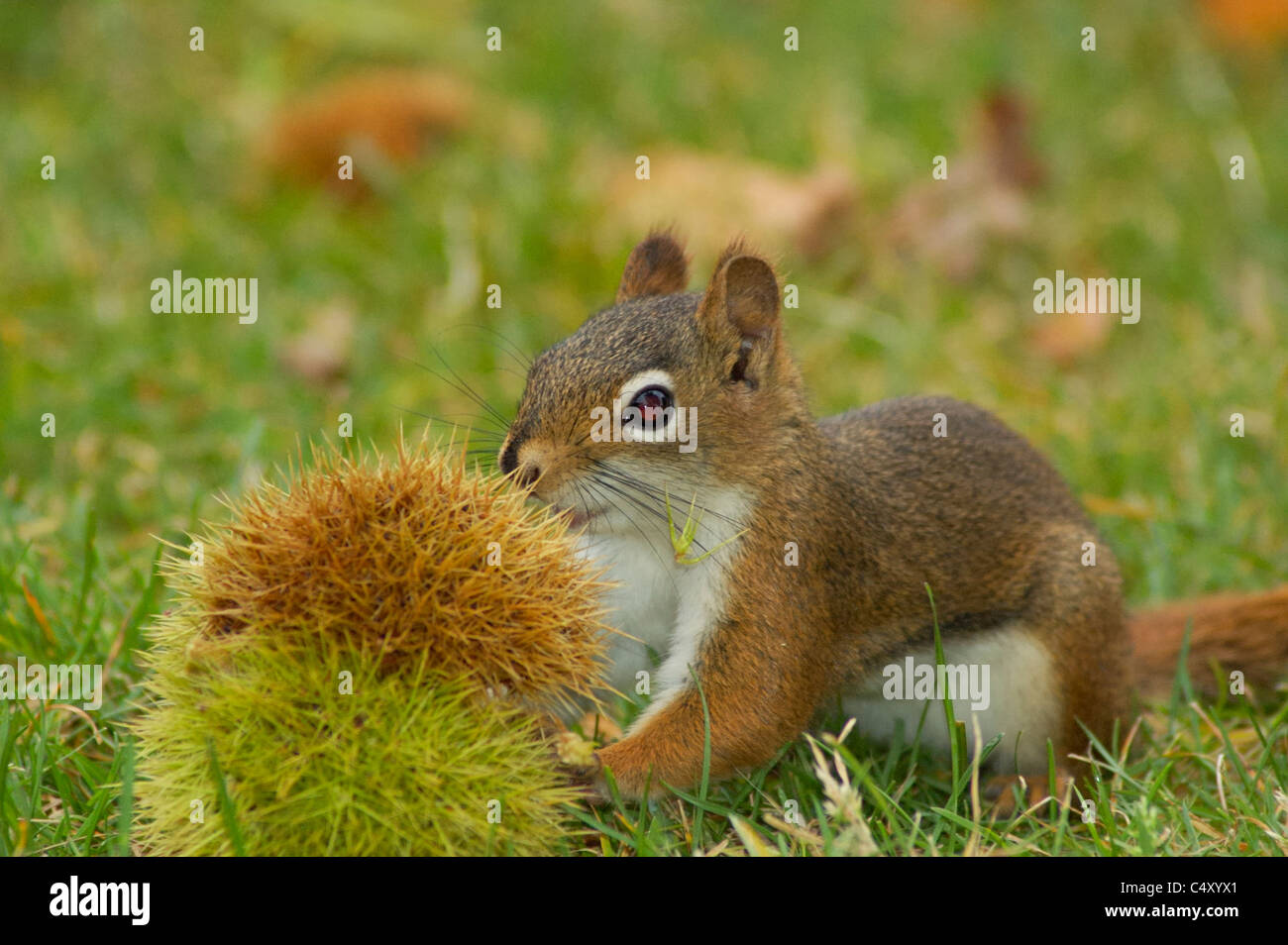 Squirrel gathering chestnuts Stock Photo - Alamy
