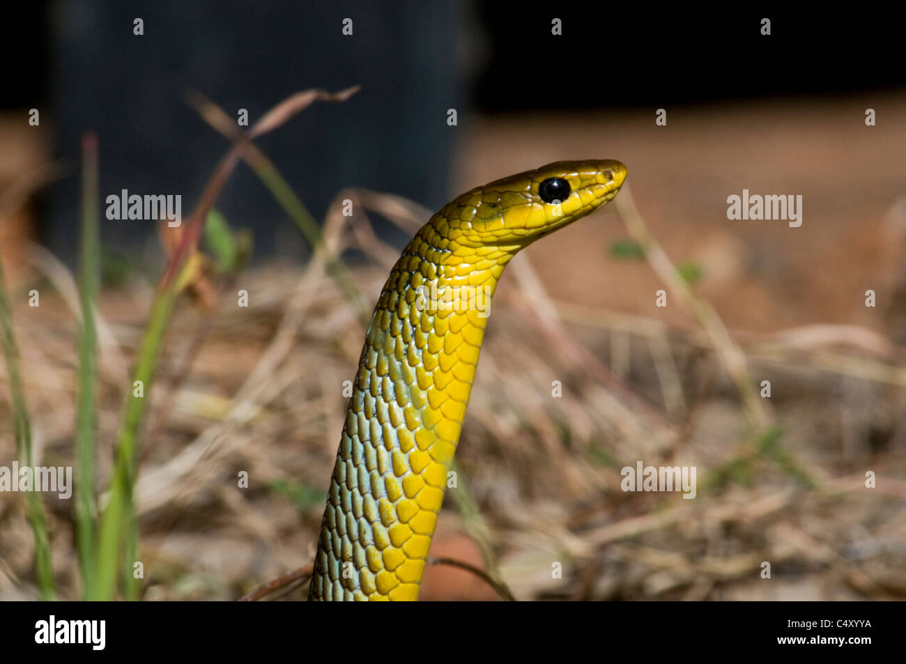 Green tree snake (Dendrelaphis punctulata) in Undara National Park in ...