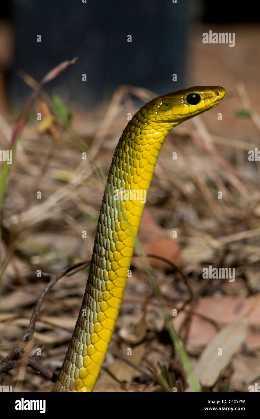 Green tree snake (Dendrelaphis punctulata) in Undara National Park in ...