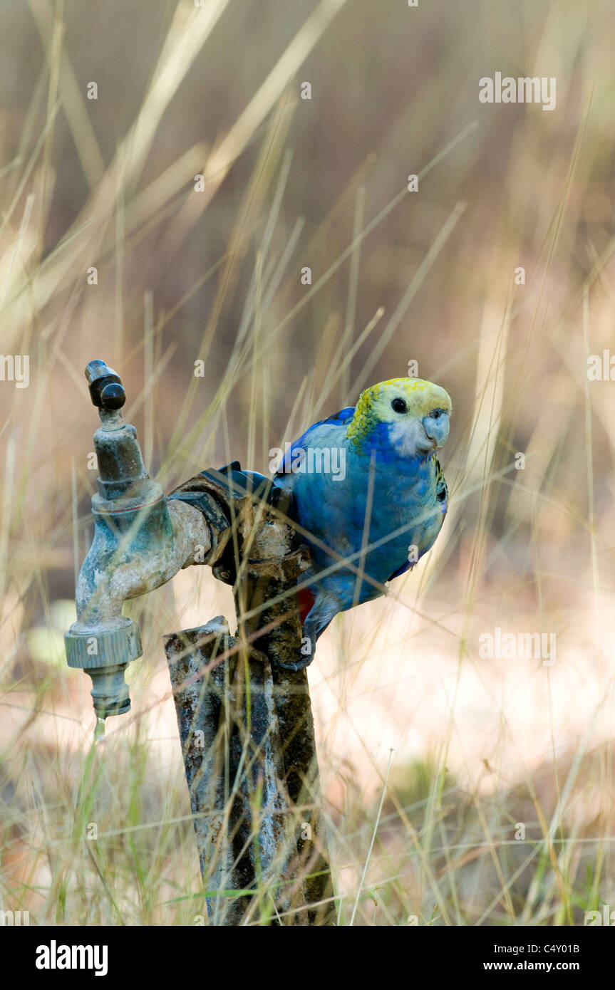 Australian rosella hi-res stock photography and images - Alamy