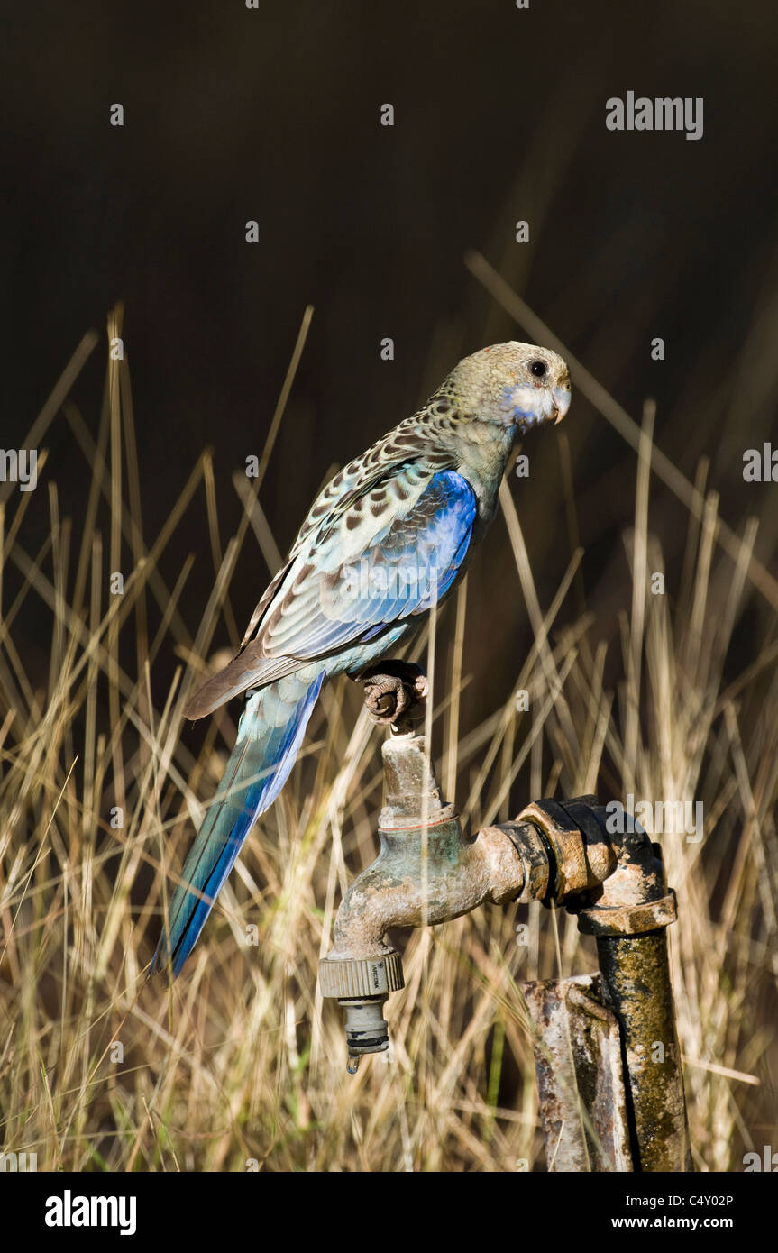 Australian rosella hi-res stock photography and images - Alamy