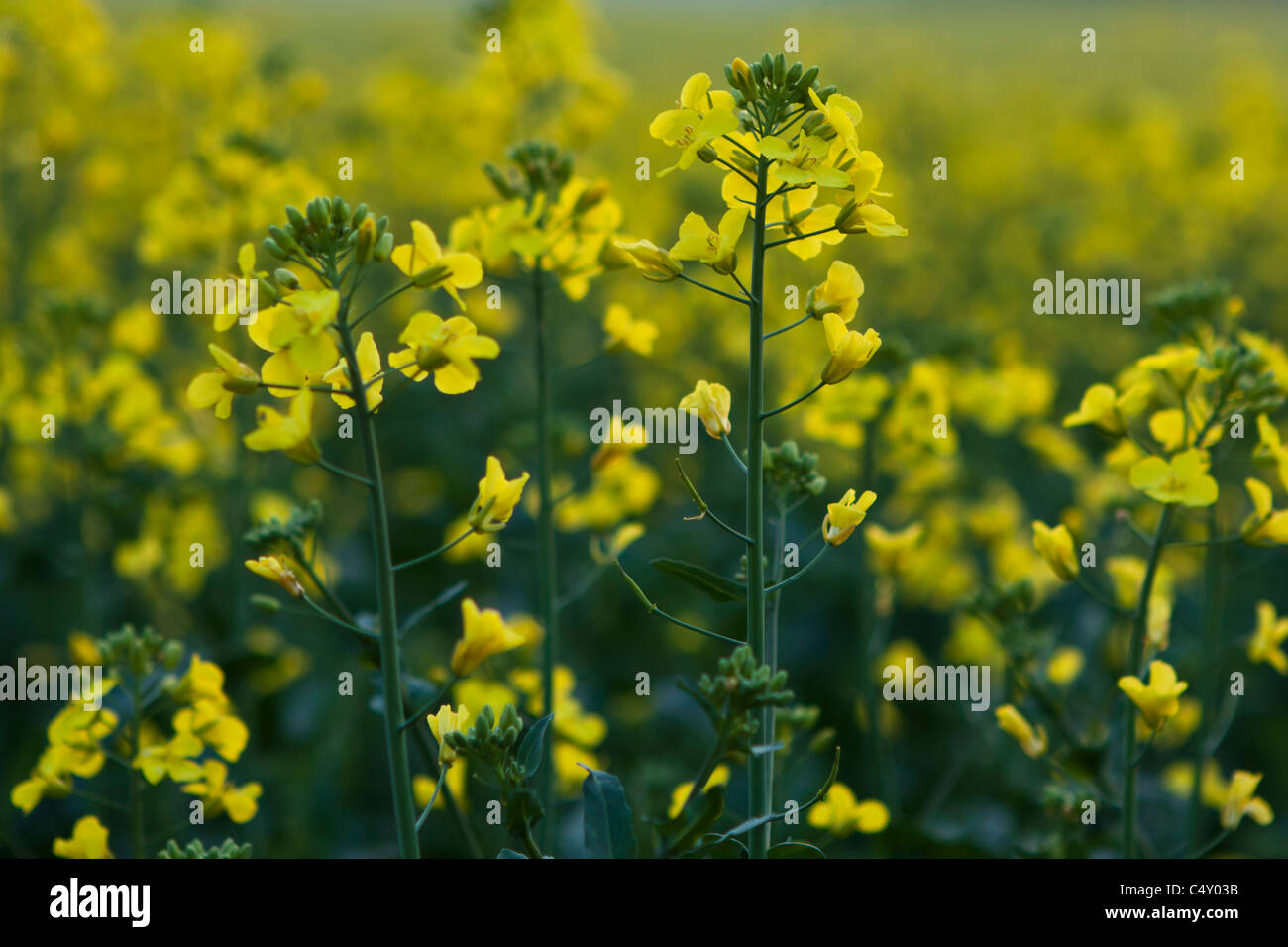 Rapeseed flower with newly formed buds taken against a blurred ...