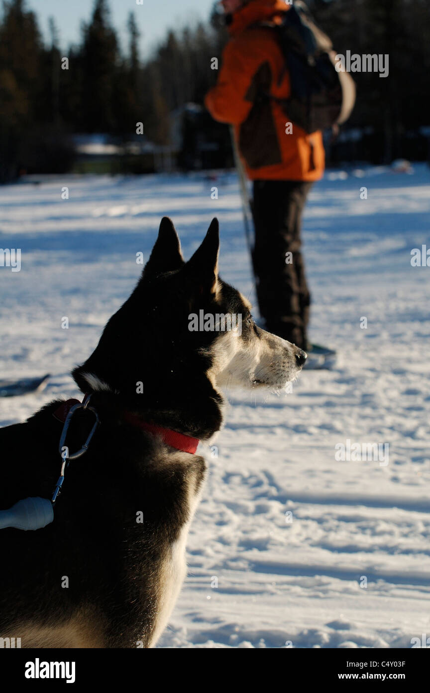 Canadian Husky winter Stock Photo - Alamy