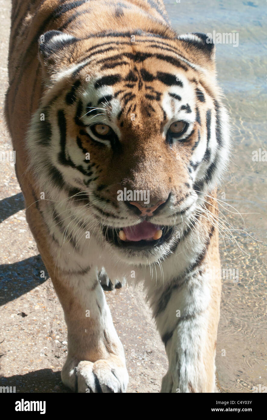 Female Amur (Siberian) tiger walking towards camera Stock Photo - Alamy