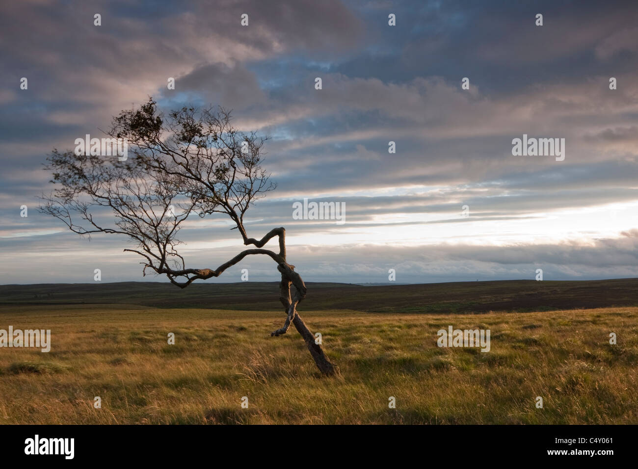 Moorland heath hi-res stock photography and images - Alamy