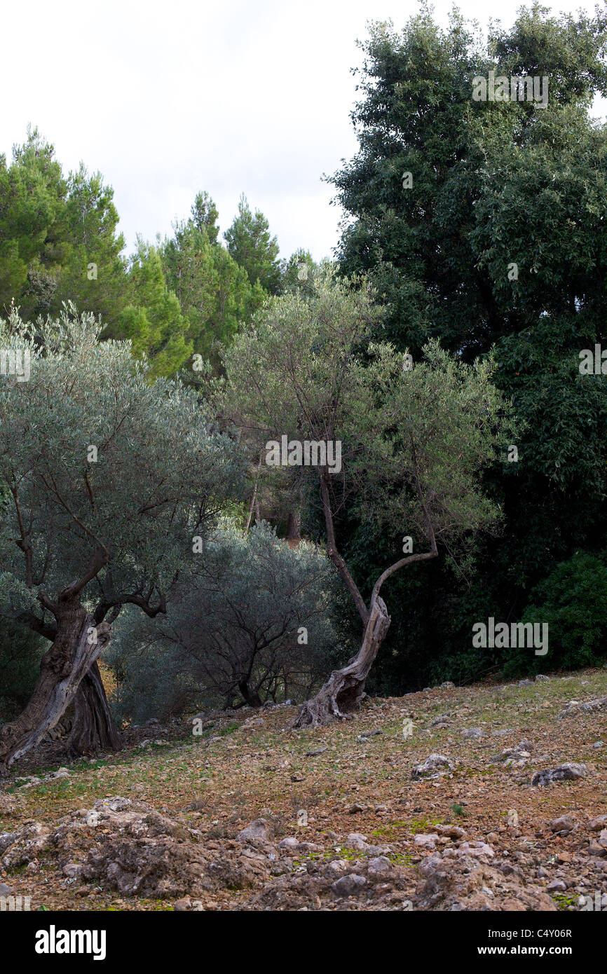 Majorca, Spain, Iberia, Island Stock Photo - Alamy