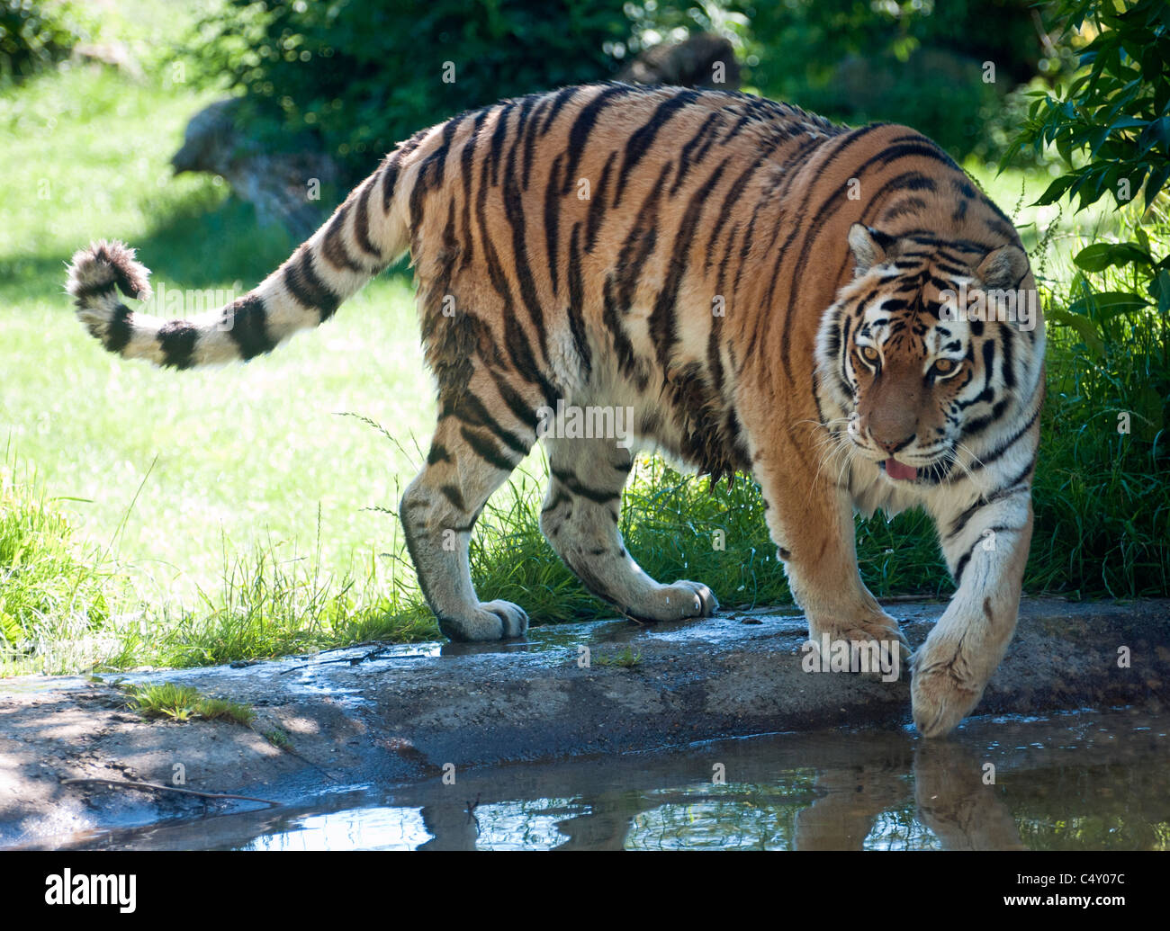 Female Amur (Siberian) tiger by pool of water Stock Photo - Alamy