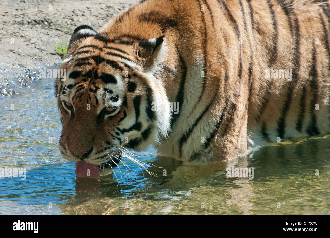 Female Amur (Siberian) tiger drinking from pool Stock Photo - Alamy