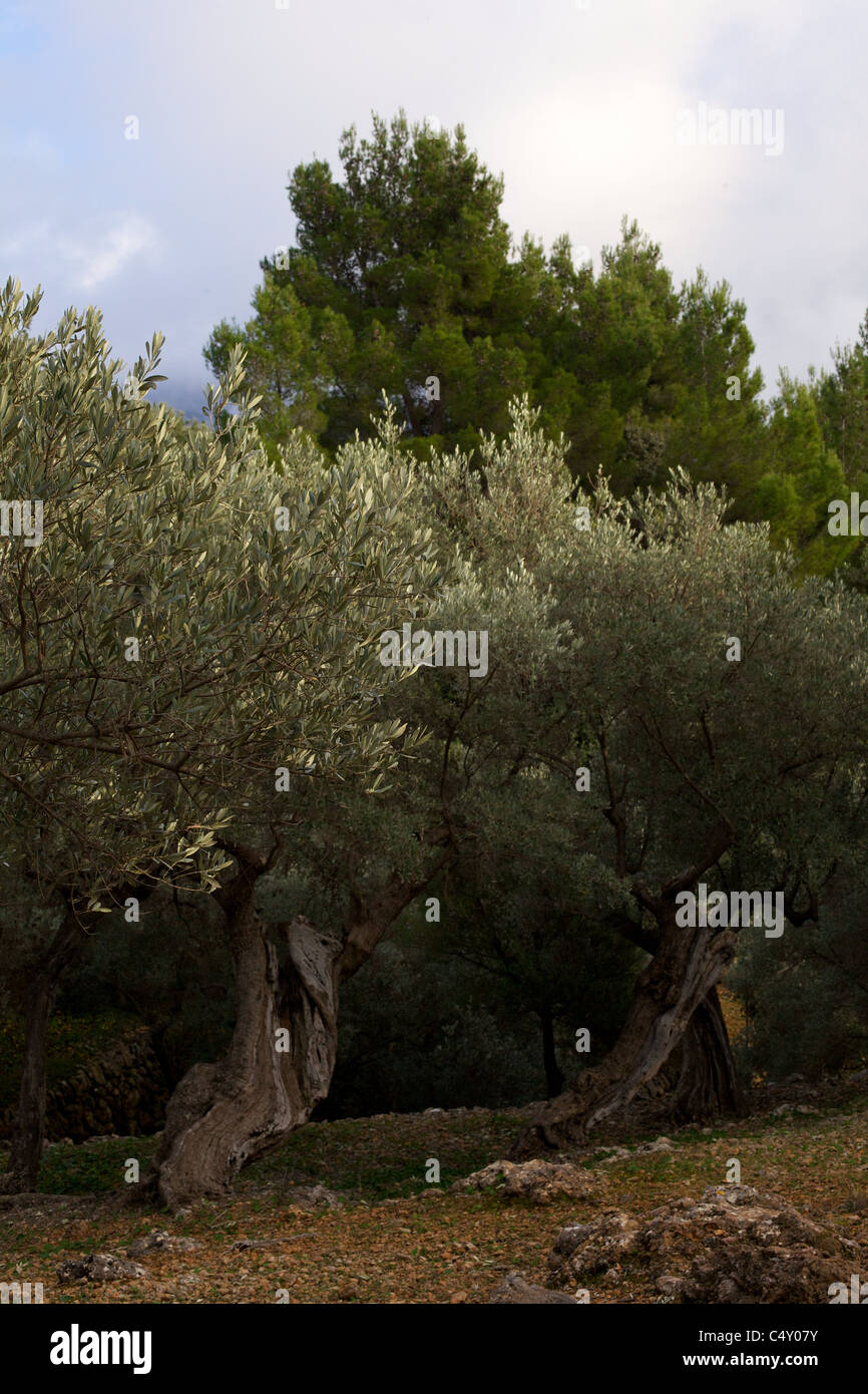 Majorca, Spain, Iberia, Island Stock Photo - Alamy