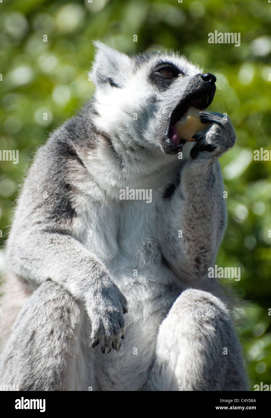 Ring-tailed lemur eating Stock Photo - Alamy