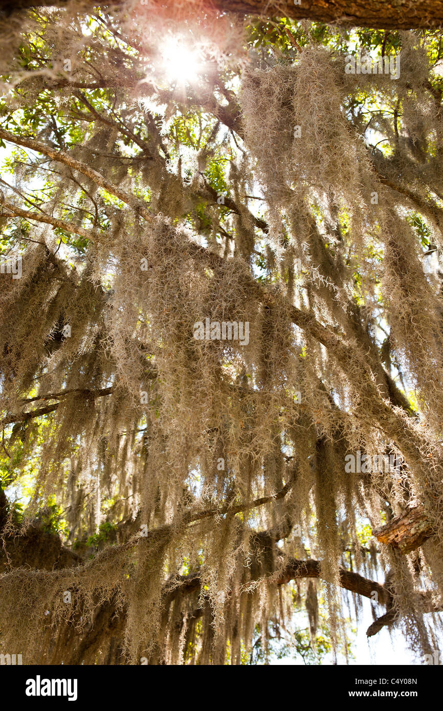Spanish moss hi-res stock photography and images - Alamy