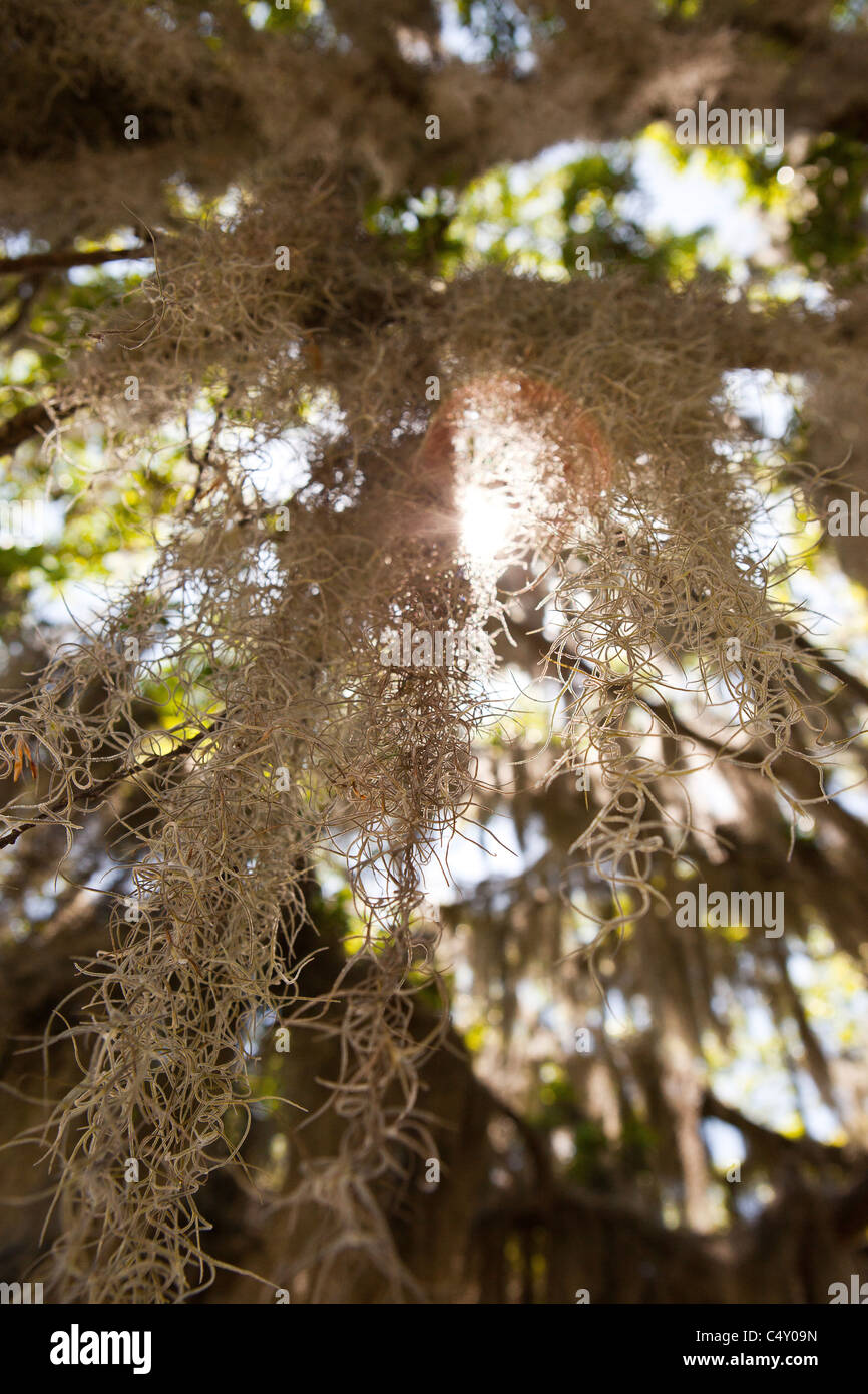 Hanging moss hi-res stock photography and images - Alamy