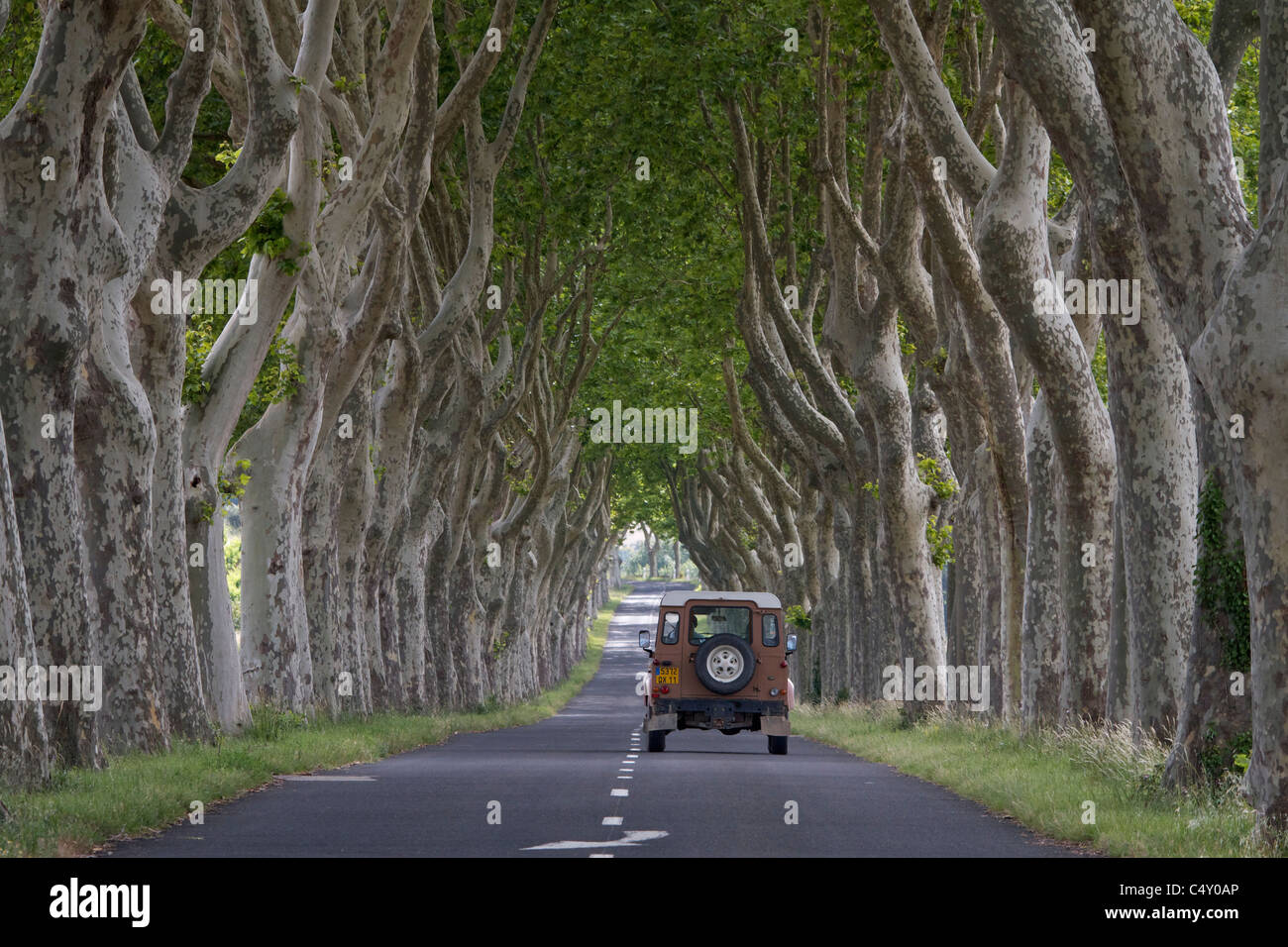 Car driving down a Beautiful tree lined road near Lagrasse in the ...