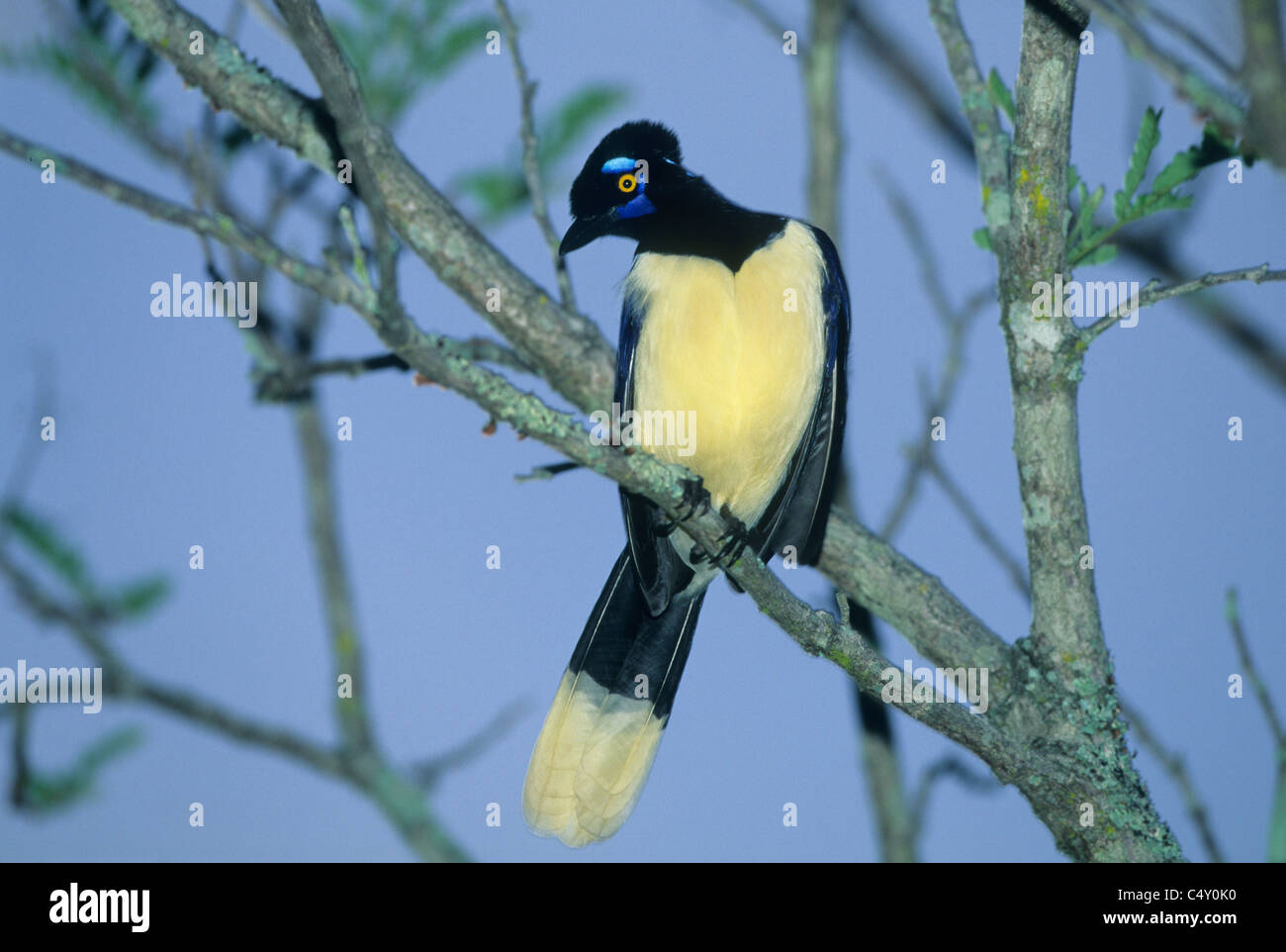 Brazil bird birds birding wild wildlife jay jays cyanocorax brazilian ...