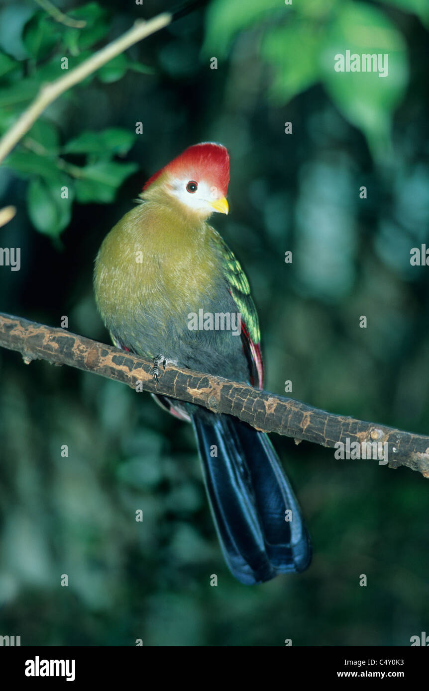 Turaco angola hi-res stock photography and images - Alamy