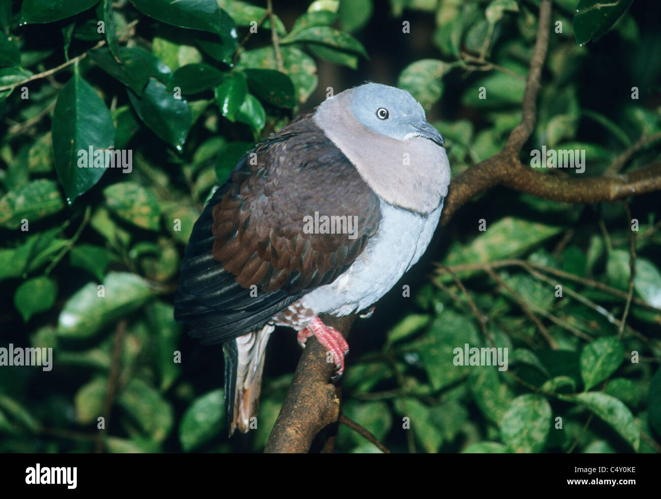 Zoe Imperial Pigeon (Ducula zoeae) Native to New Guinea rainforest ...