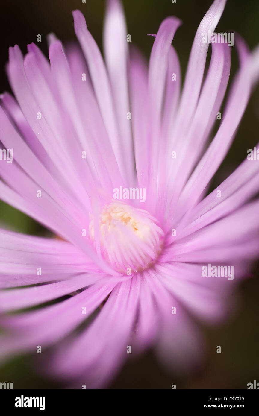 Ice Plant (Delosperma) Opening flower, Tresco Abbey Gardens, Isles of ...