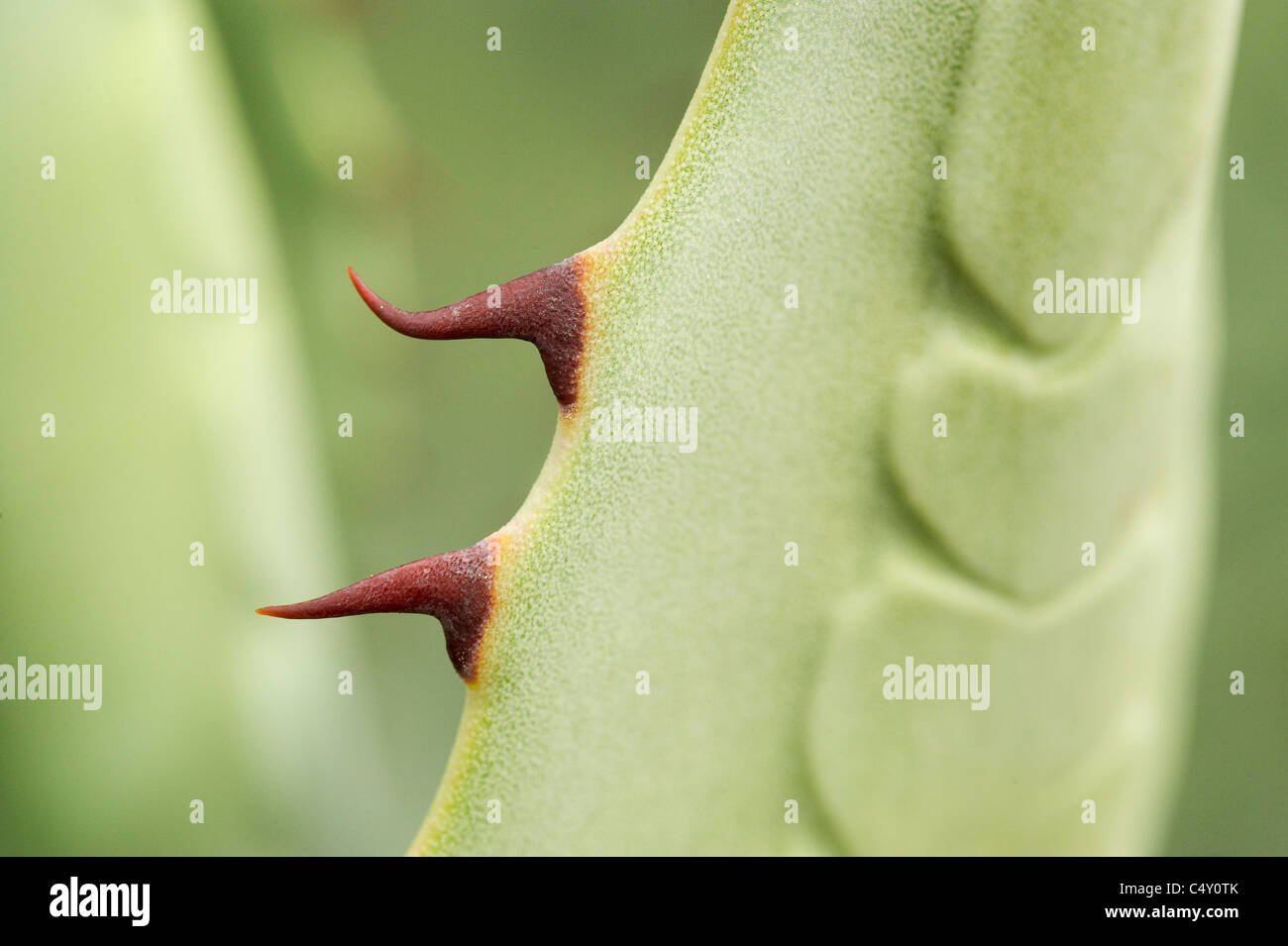 Agave Spines (Agave sp.) Mexico Stock Photo - Alamy