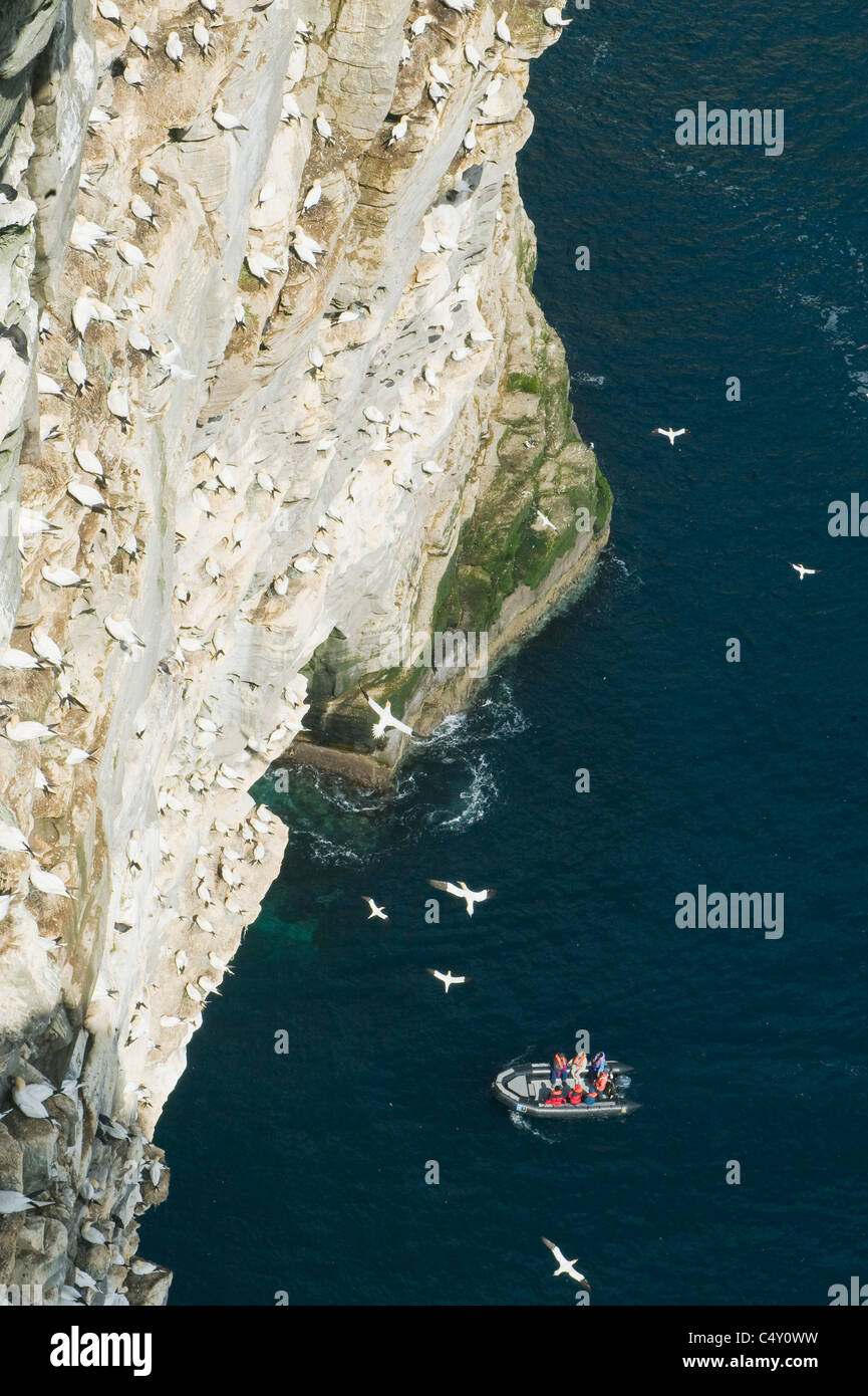 Northern Gannets (Sula bassana) Breeding Colony, Isle of Noss National ...