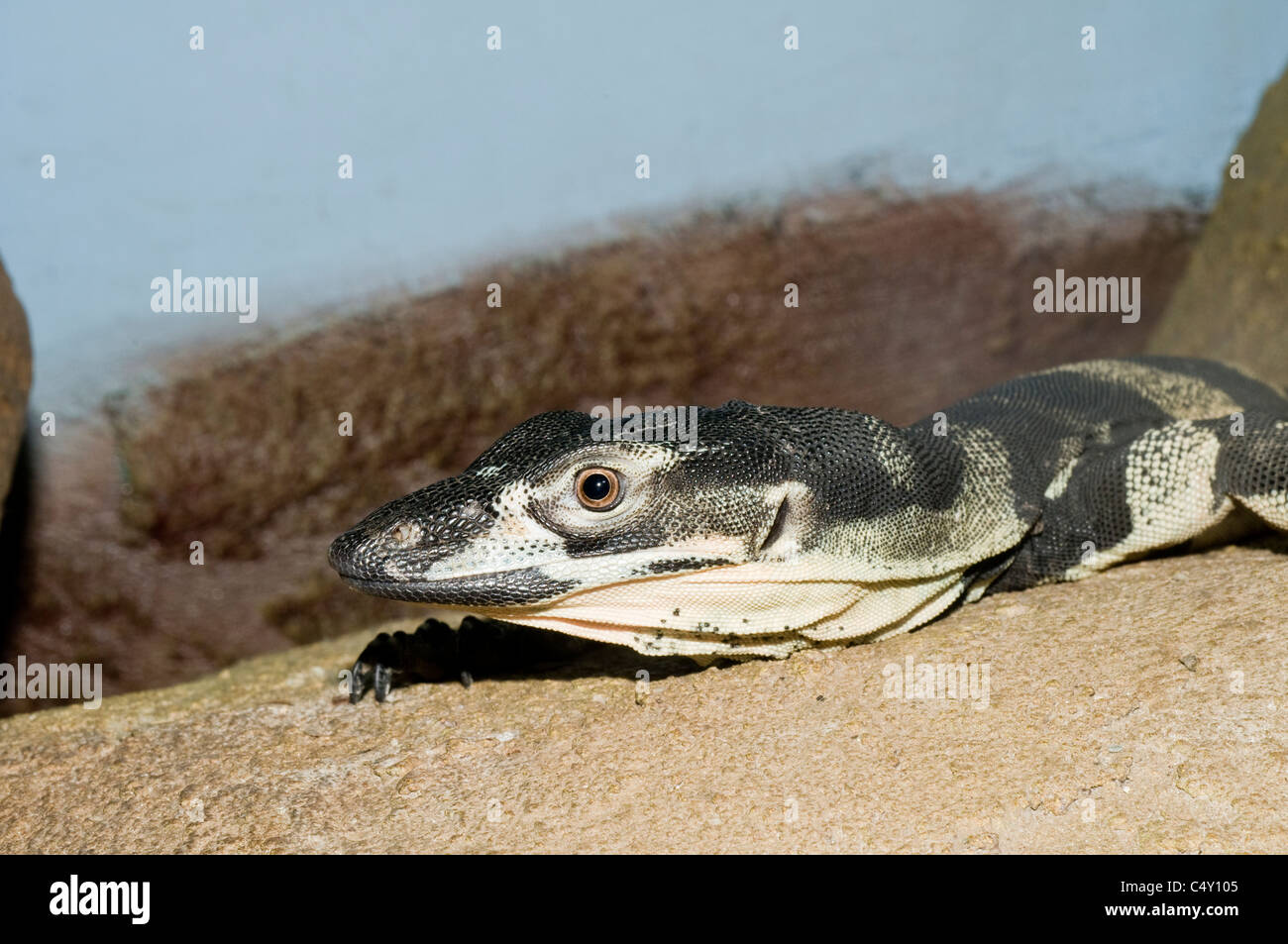 Australia goanna lizard reptile lace monitor lizard queensland hi-res ...
