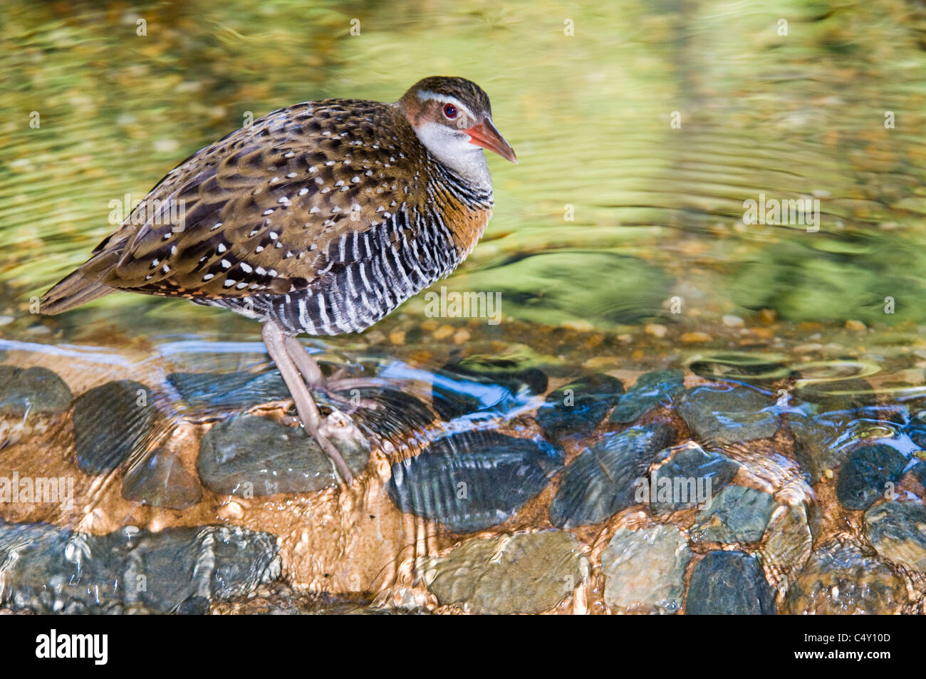 Buff-banded rail (Gallirallus philippensis) in the Cairns Tropical Zoo ...