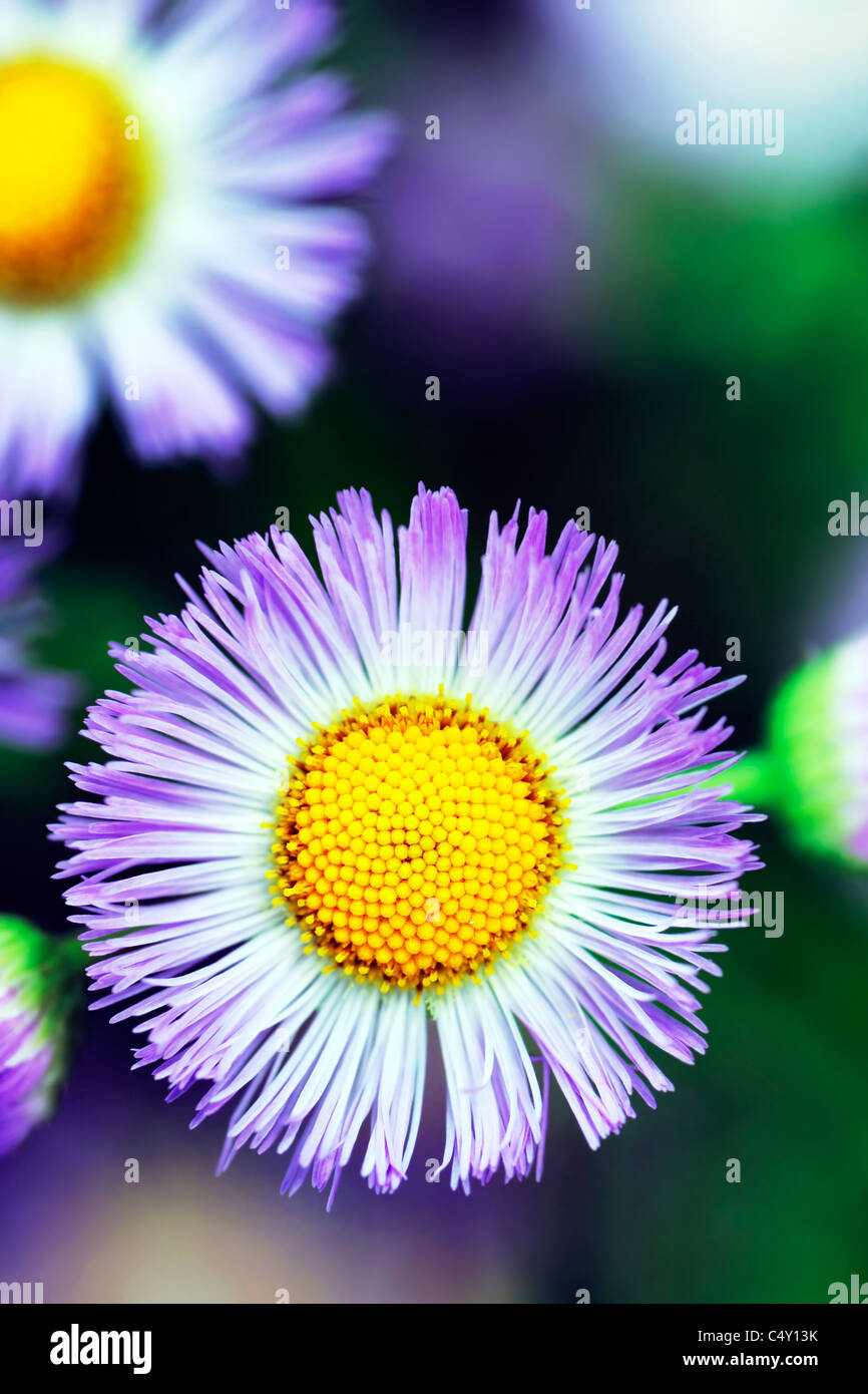 Dramatic cold color rendering of simple wildflower for beautiful, high ...