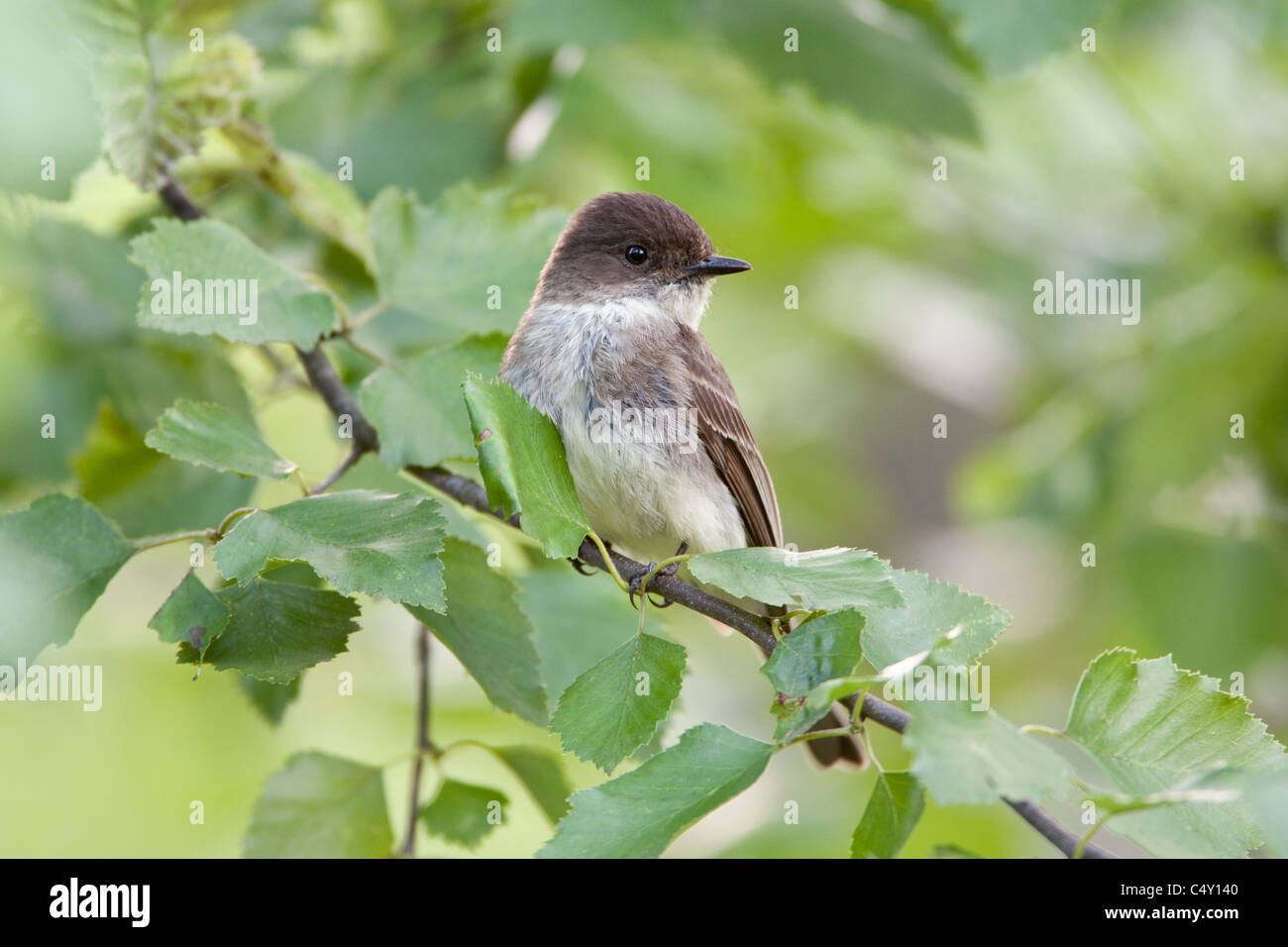 Eastern Phoebe High Resolution Stock Photography and Images - Alamy