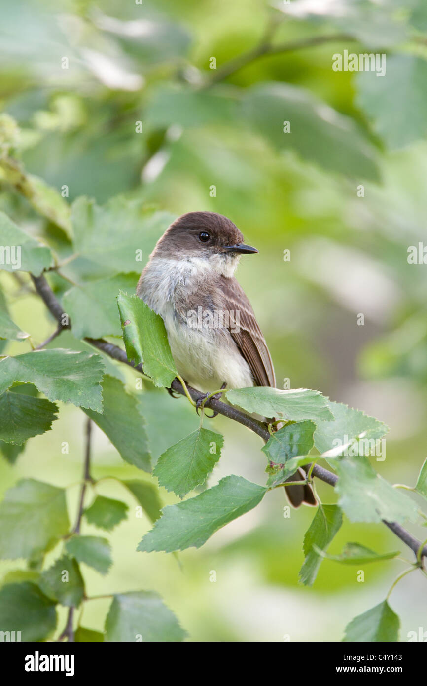 Eastern phoebe hi-res stock photography and images - Alamy