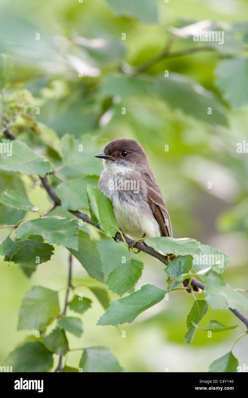 Eastern phoebe hi-res stock photography and images - Alamy