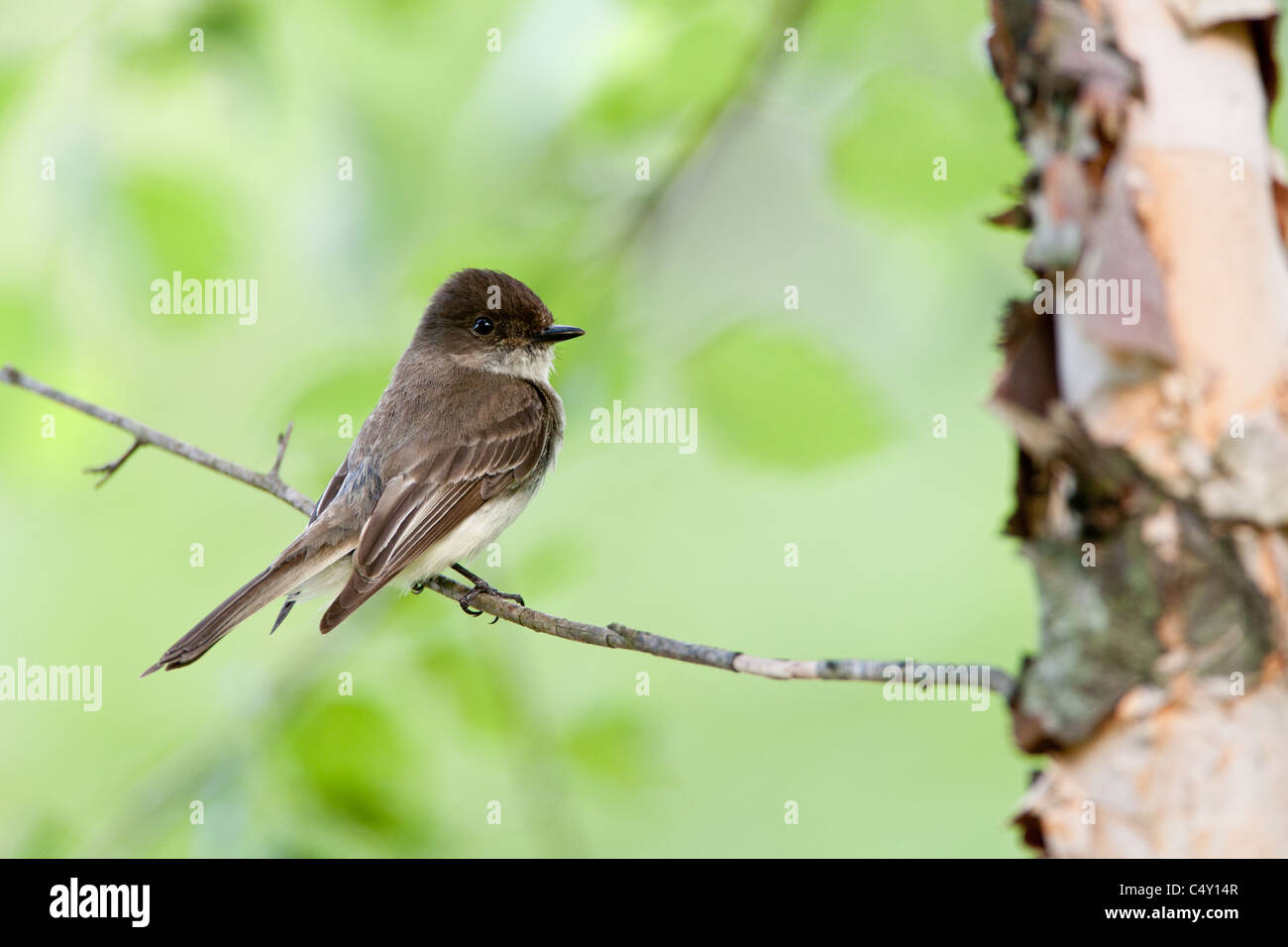 Phoebe bird songbird phoebes hi-res stock photography and images - Alamy
