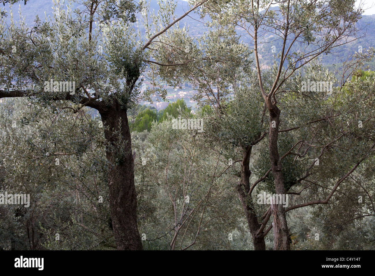 Olive & other trees on hillside, Majorca, Spain, Iberia, Island Stock ...