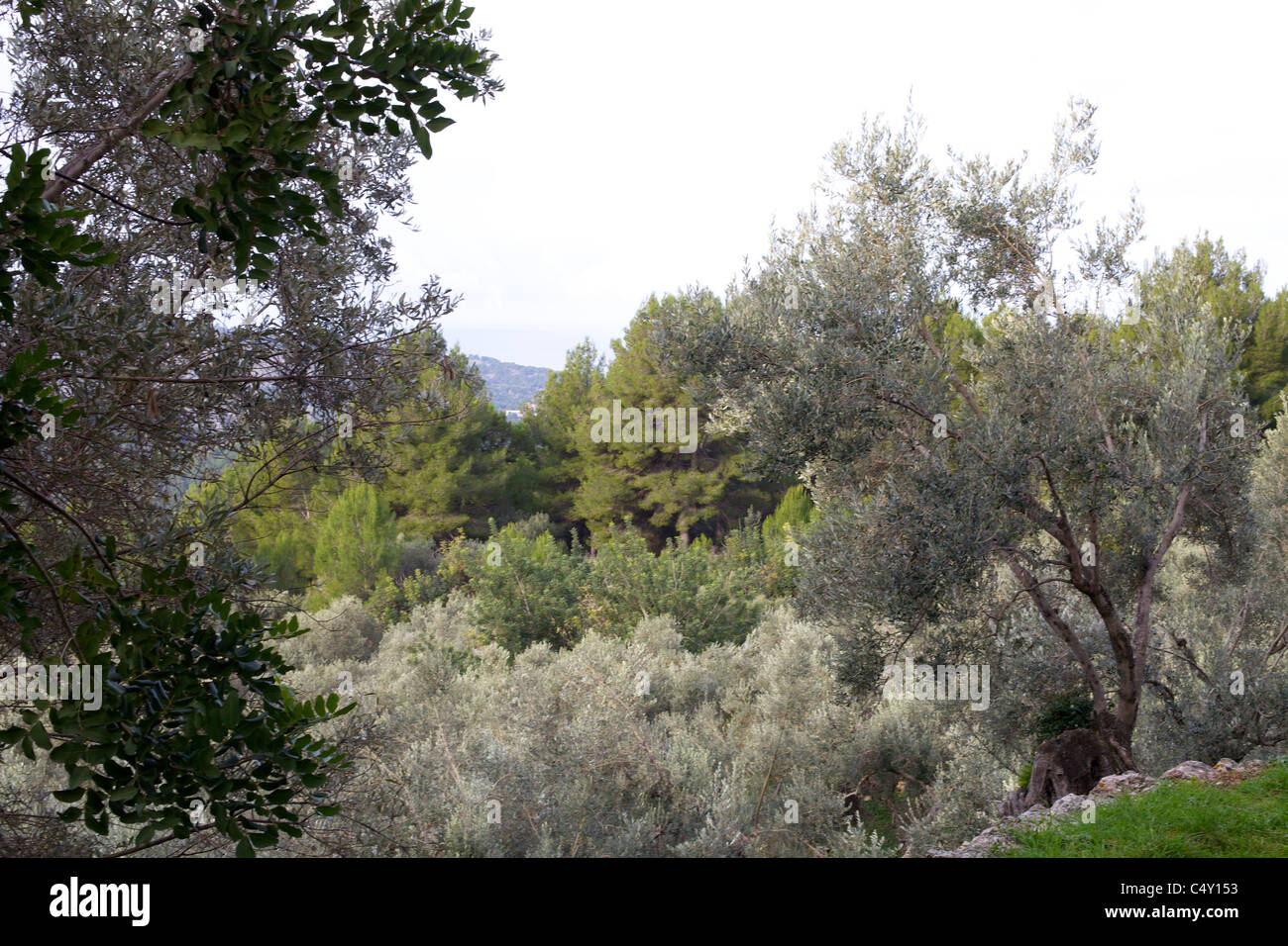 Olive trees on island majorca hi-res stock photography and images - Alamy