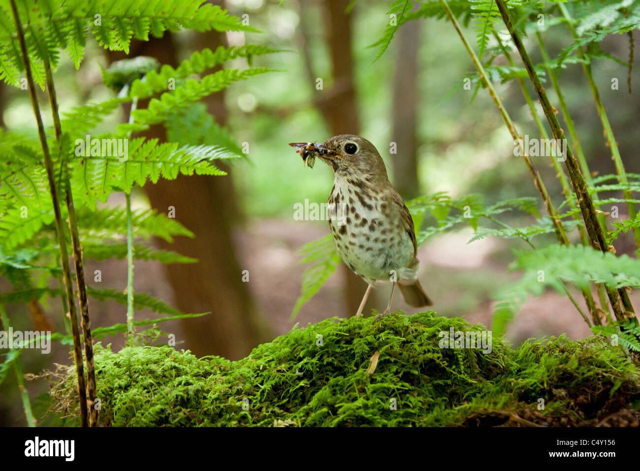 Hermit Thrush with Insect Stock Photo - Alamy