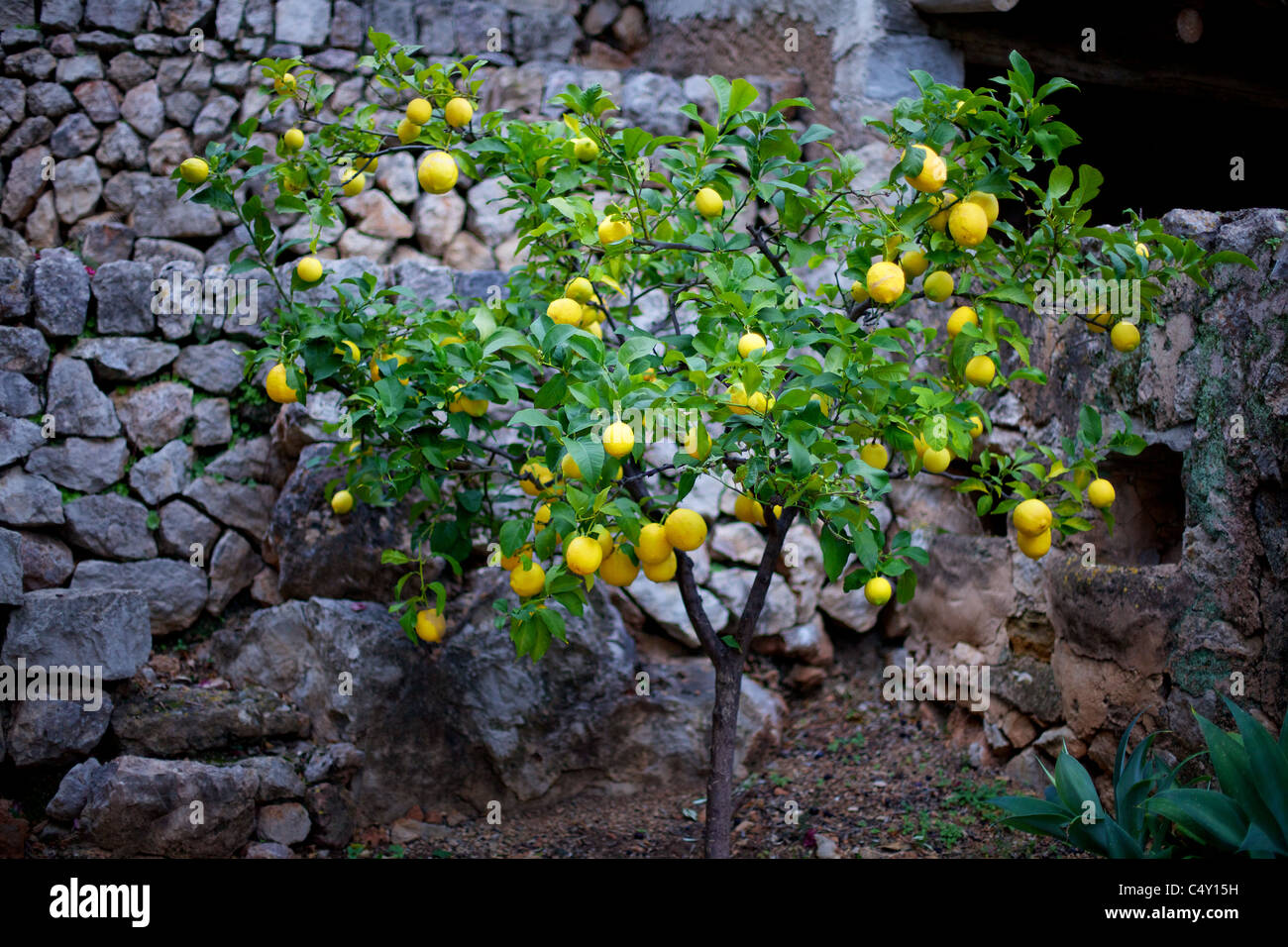 lemon, tree, lemons, Majorca, Spain, Iberia, Island Stock Photo - Alamy