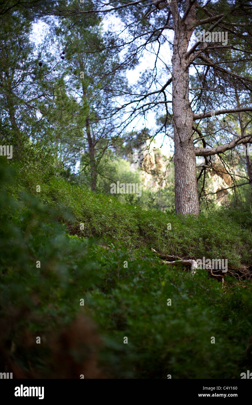 Majorca, Spain, Iberia, Island Stock Photo - Alamy