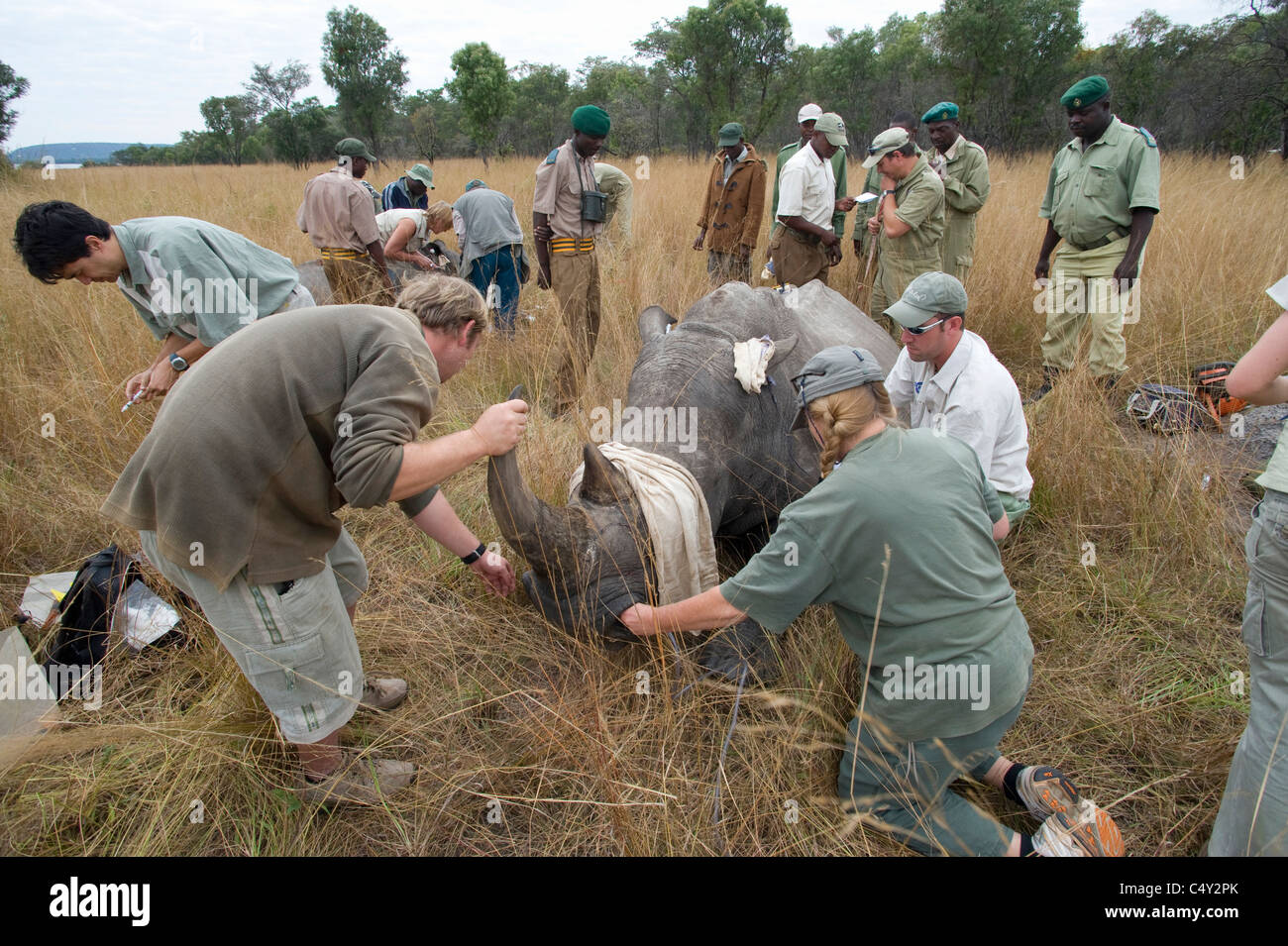 Veterinarians Vets African Vets operating operation wild animal ...