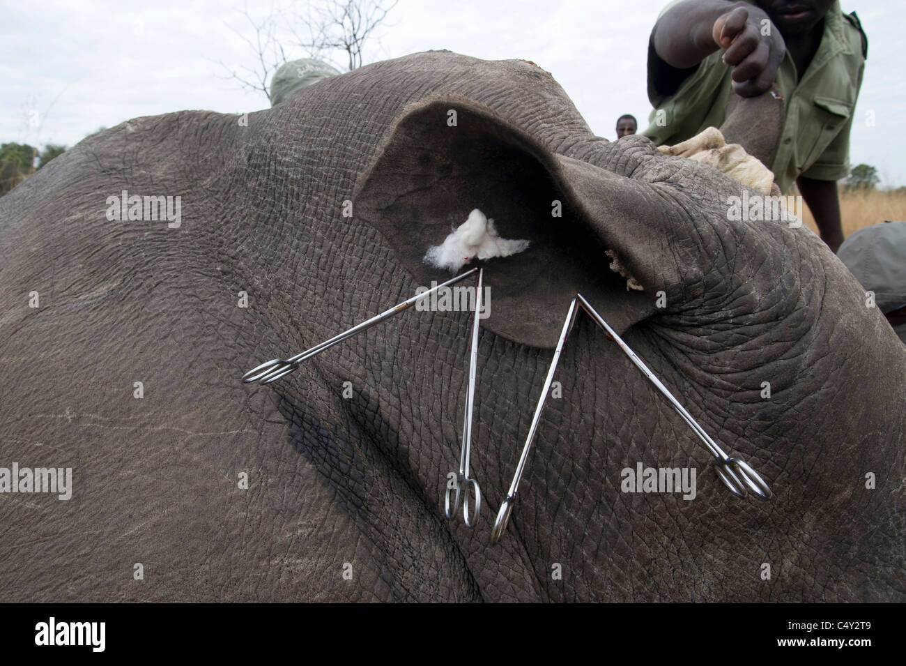 Veterinarians Vets African Vets operating operation wild animal ...