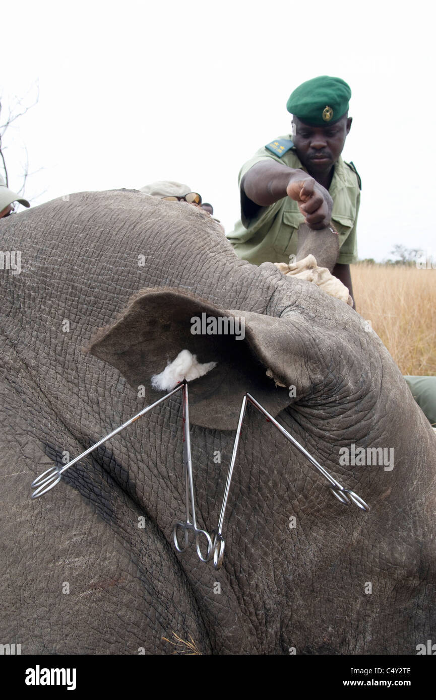 Veterinarians Vets African Vets operating operation wild animal ...