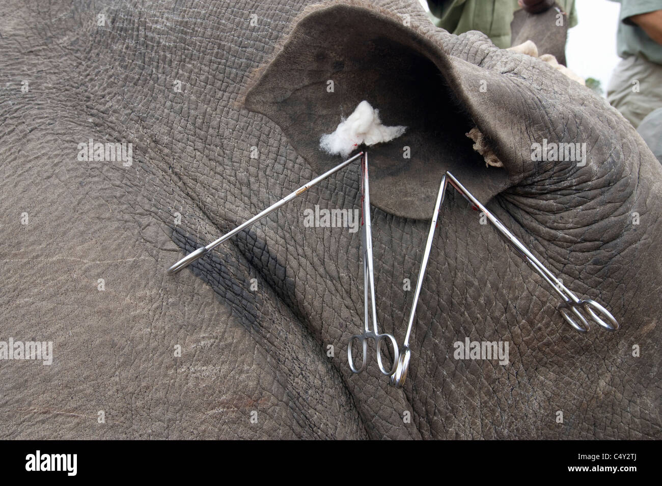 Veterinarians Vets African Vets operating operation wild animal ...