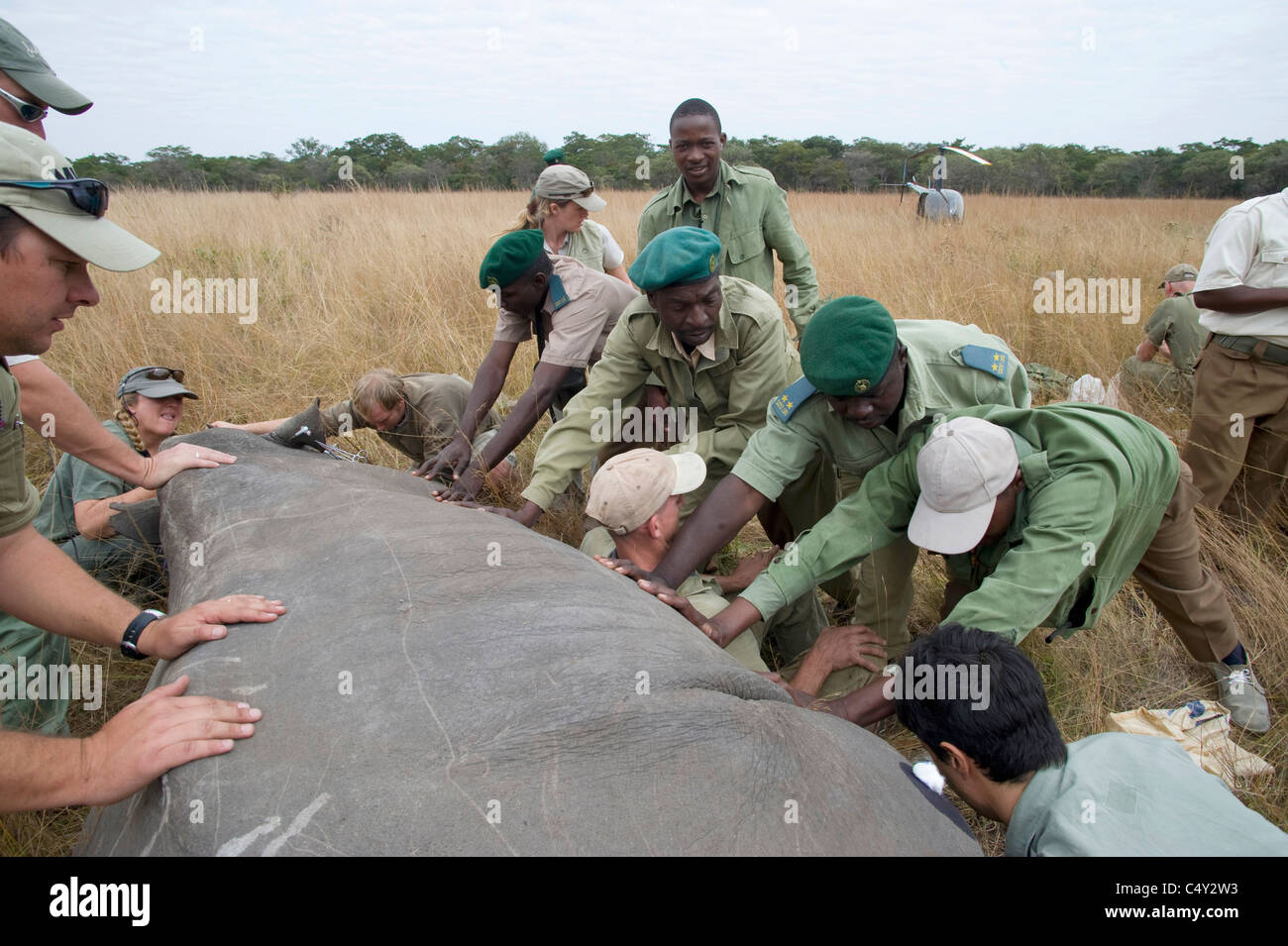 Veterinarians Vets African Vets operating operation wild animal ...