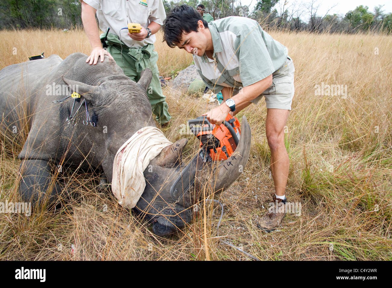 Veterinarians Vets African Vets operating operation wild animal ...