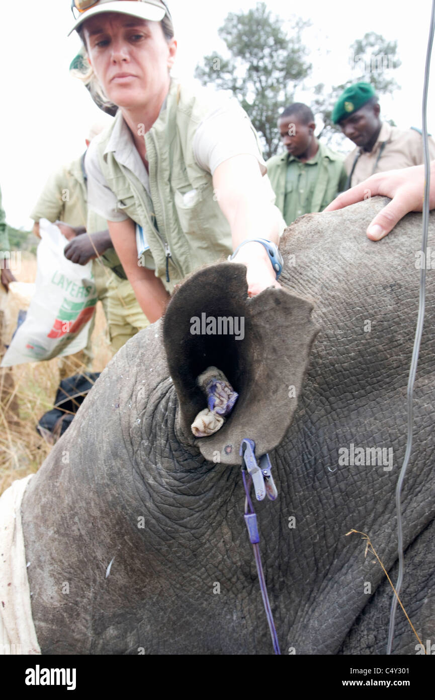 Veterinarians Vets African Vets operating operation wild animal ...